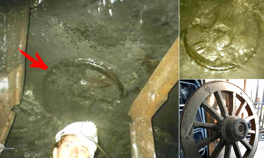 La rueda fosilizada de 300 millones de años hallada en una mina de ...