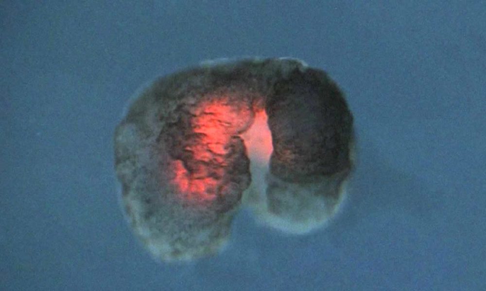 Científicos descubren un «tercer estado» que va más allá de la vida y ...